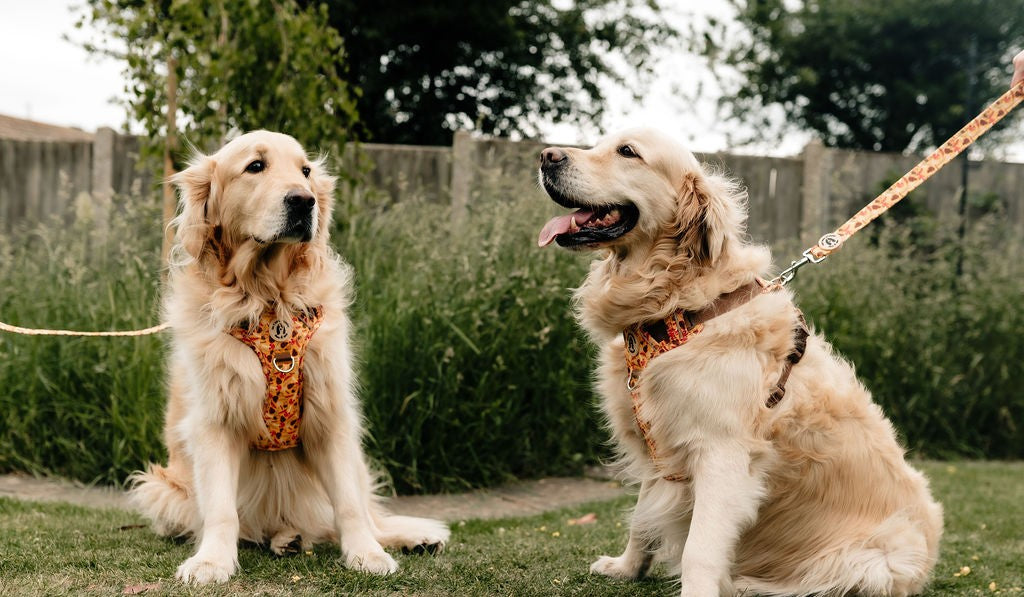 Autumn Dog Walks with Salt Dog Studios | Cosy, Colourful Dog ...