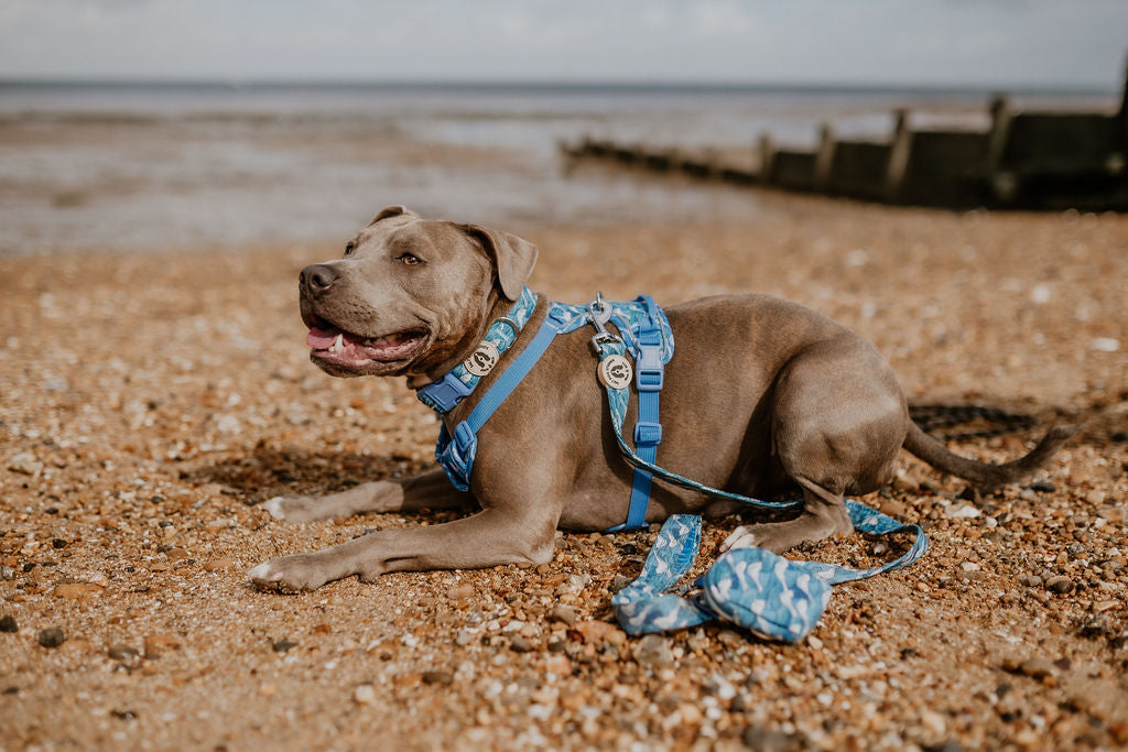 Salt Dog Studios- Premium Dog Collars, Leads & Harnesses UK – Salt Dog ...