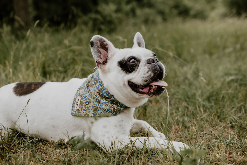 Salt Dog Studios- – Salt Dog Studios Ltd